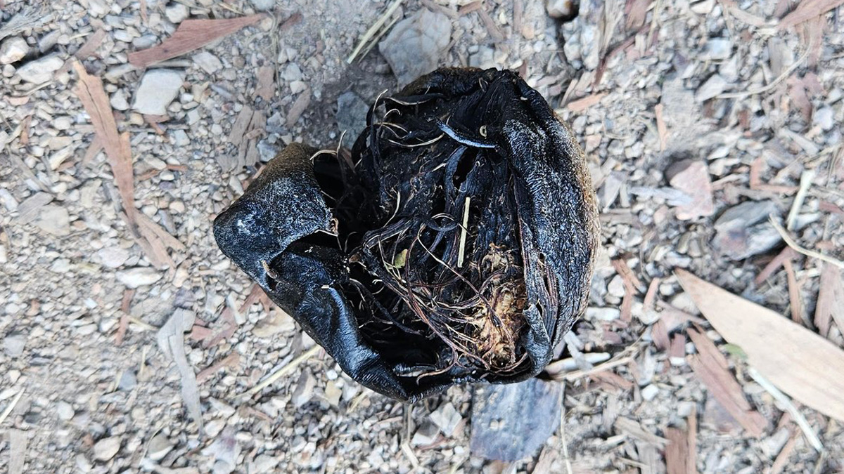 Calédoclean alerte sur un pyromane actif au Ouen Toro