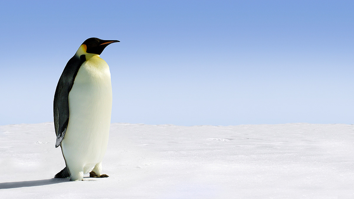 Découverte inattendue d’un manchot empereur en Australie