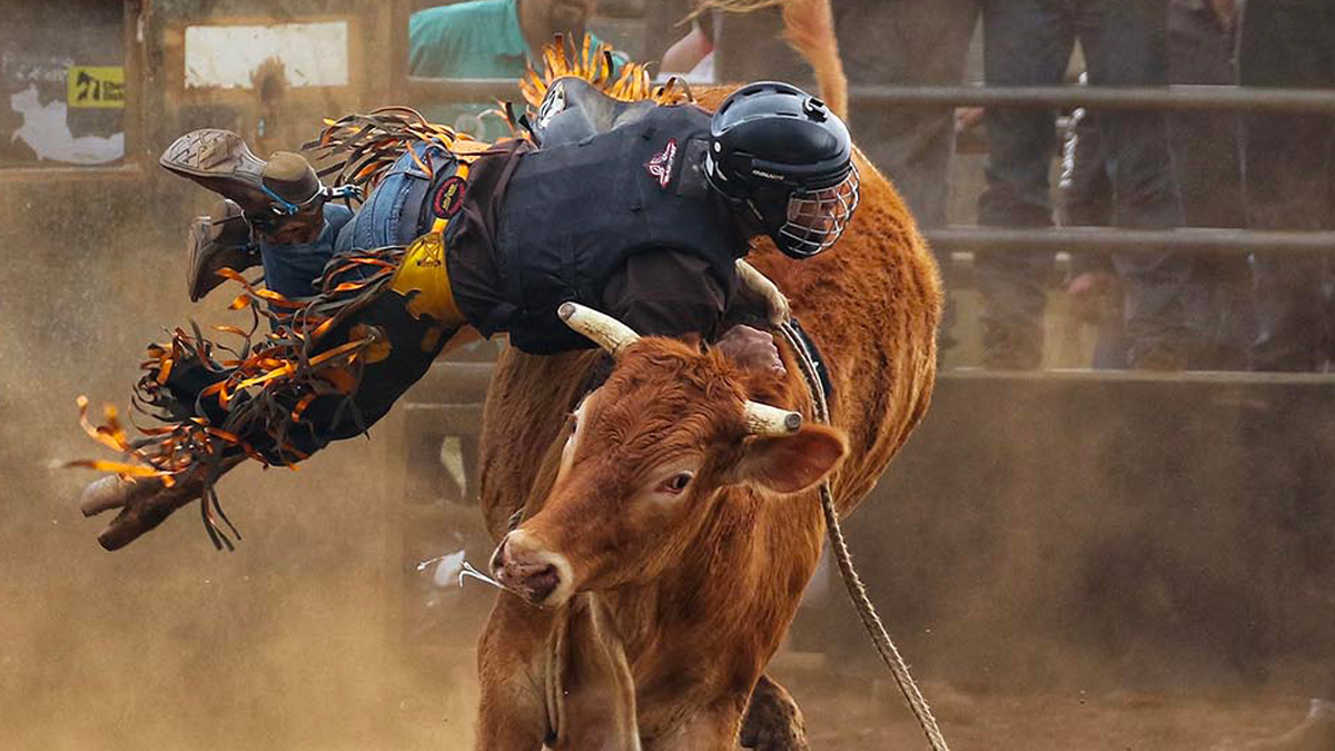 Le rodéo pourrait entrer dans l’arène des sports réglementés