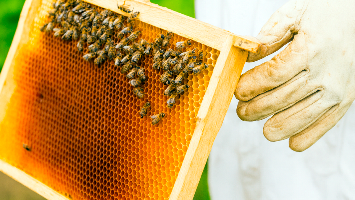 La déclaration des ruches désormais obligatoire