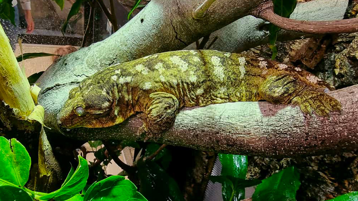 Biodiversité calédonienne : des trésors naturels en danger